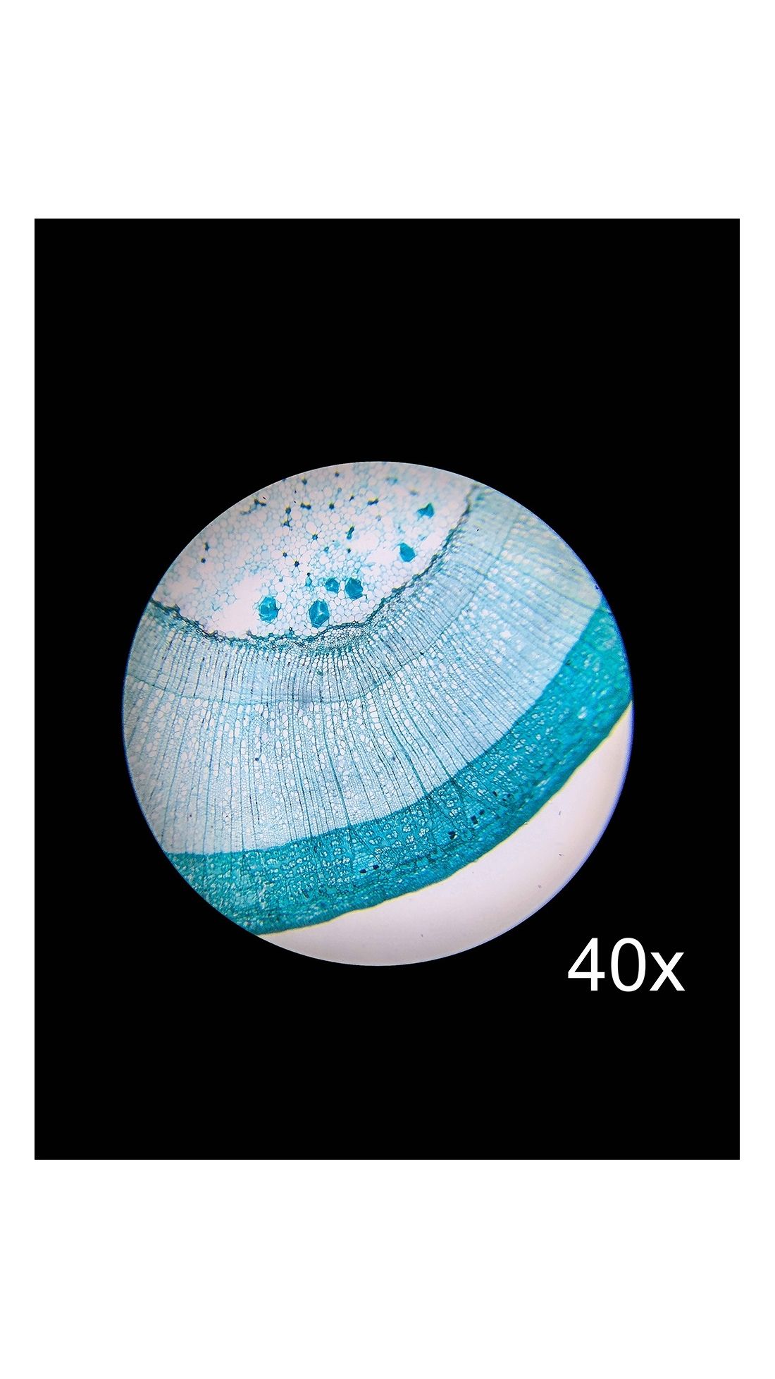 Barska Student Monocular Compound 800x Microscope AY13110. Barska ...